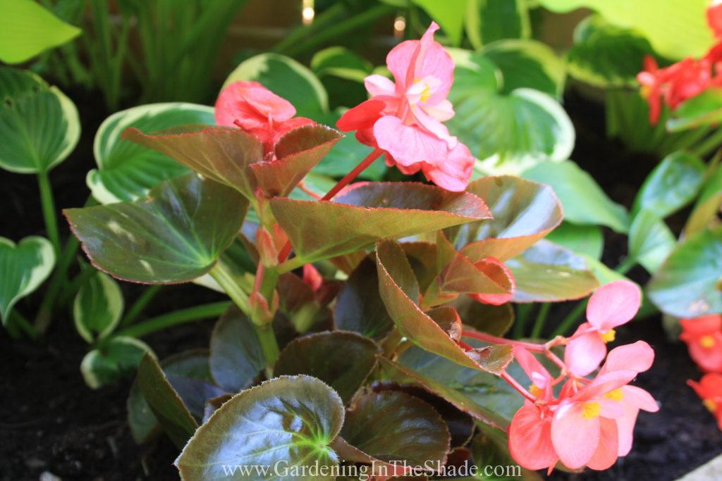 Surefire Begonia Archives - Gardening in the Shade