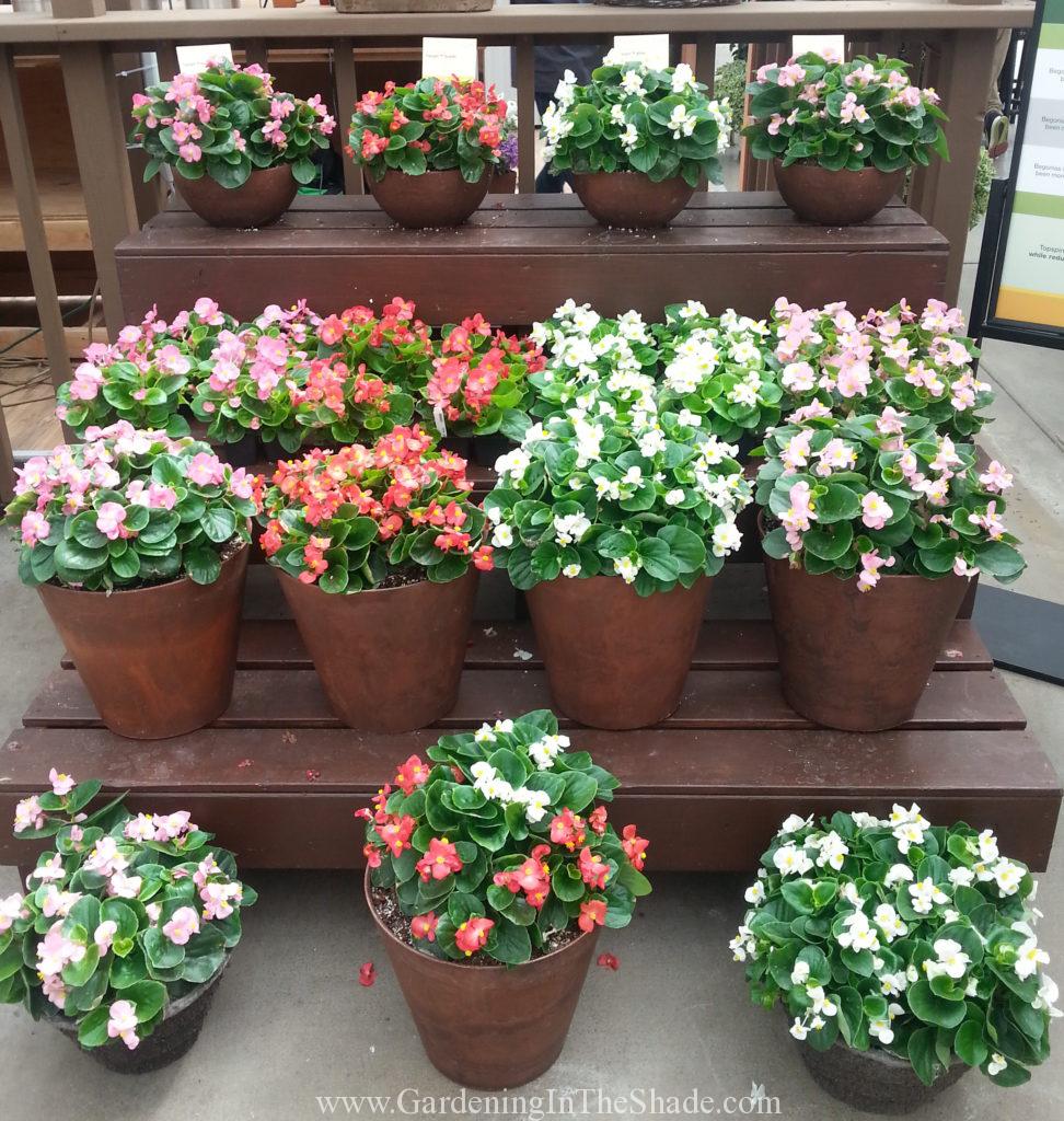 Hybrid or Interspecific Begonia - The Salty Knitter