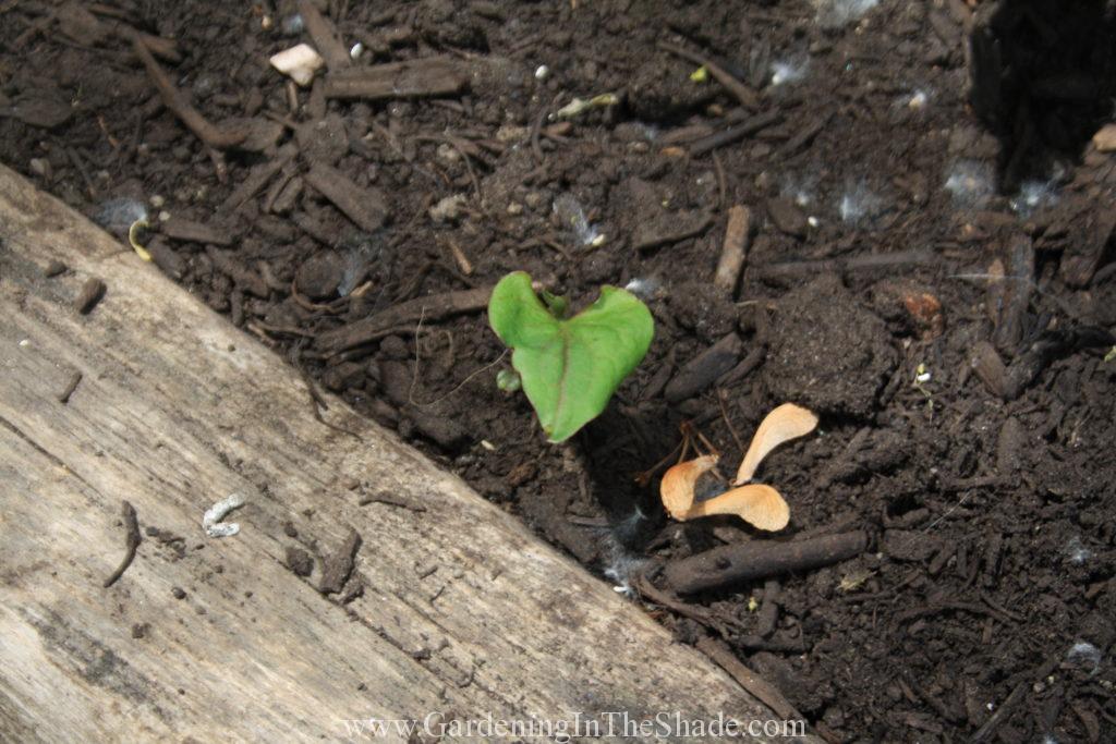 Chameleon Weed - Gardening in the Shade