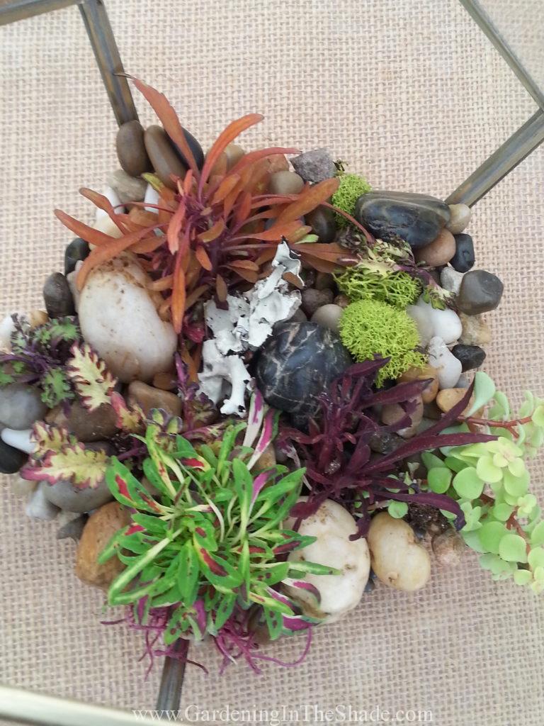 Fairy Garden Dreams! Mini Coleus - The Salty Knitter