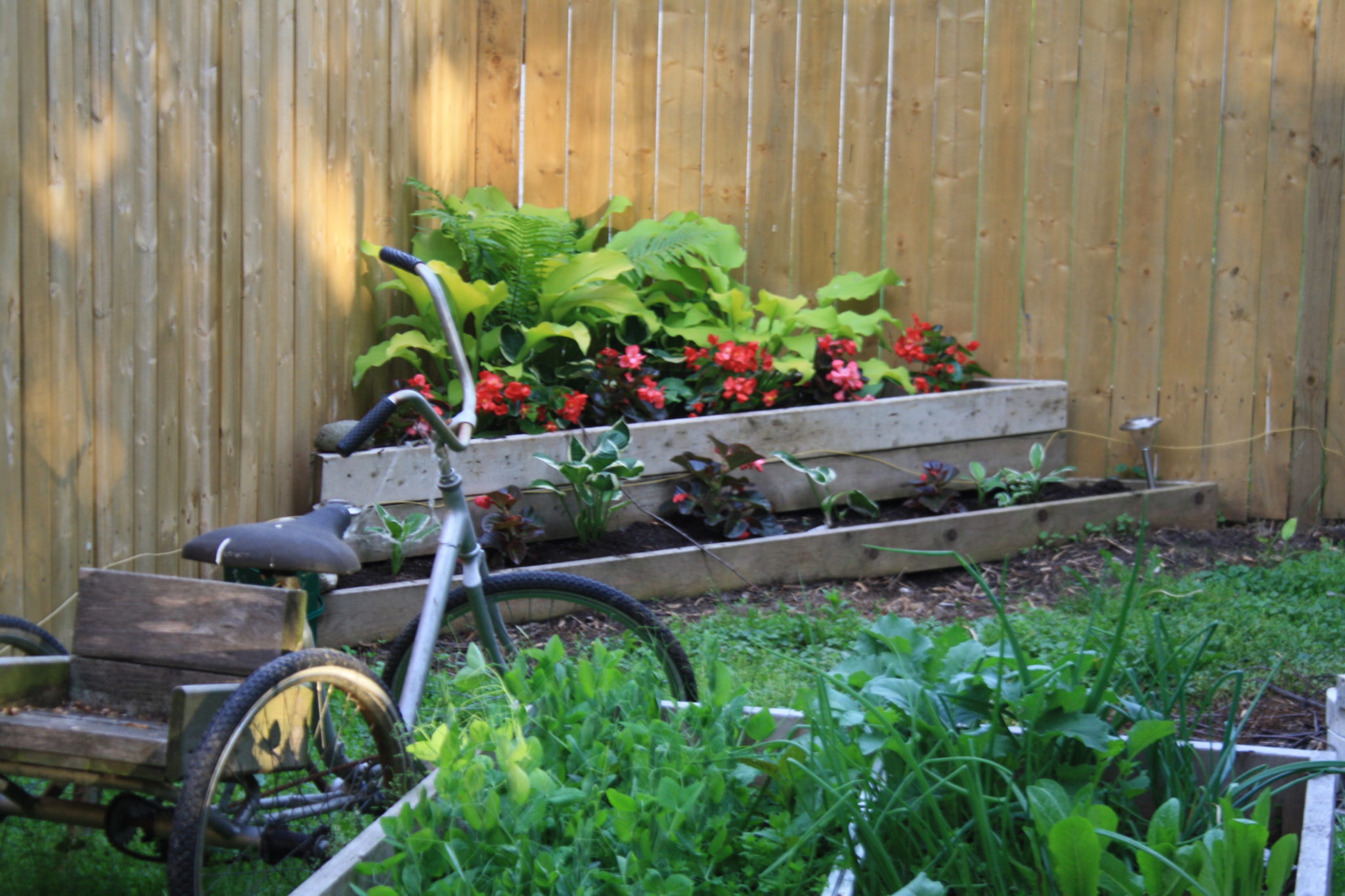 Hosta 'Sun Power' - The Salty Knitter