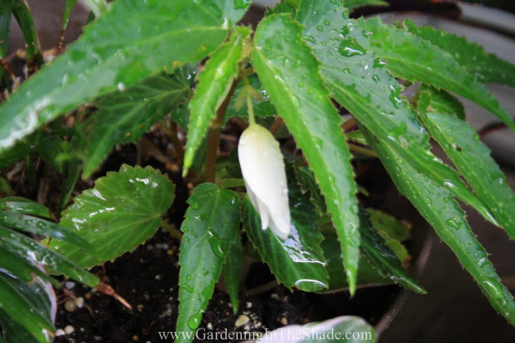 Begonia - Boliviensis Archives - Gardening in the Shade