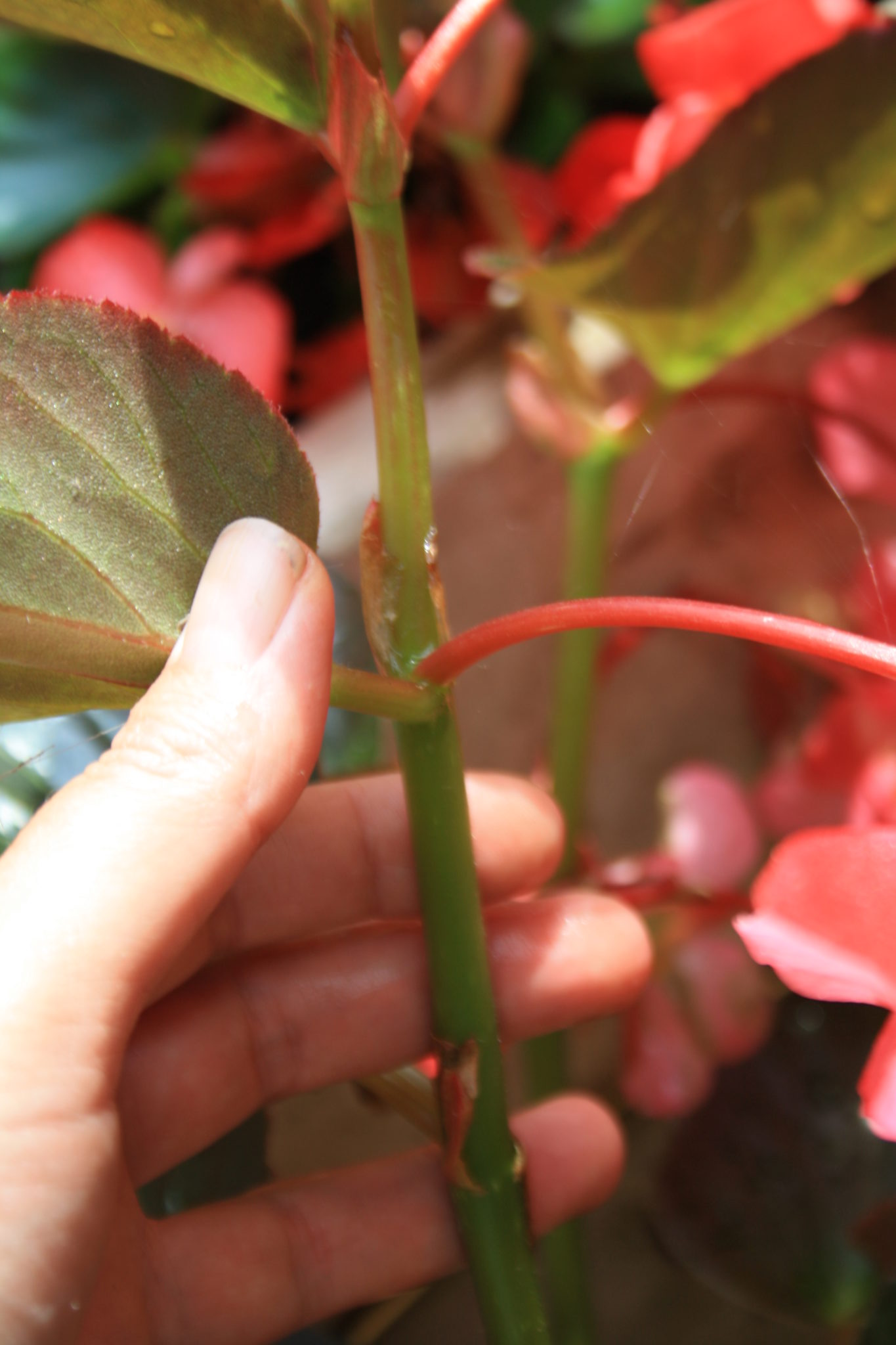 Megawatt Begonia, Biggest of the Big - The Salty Knitter