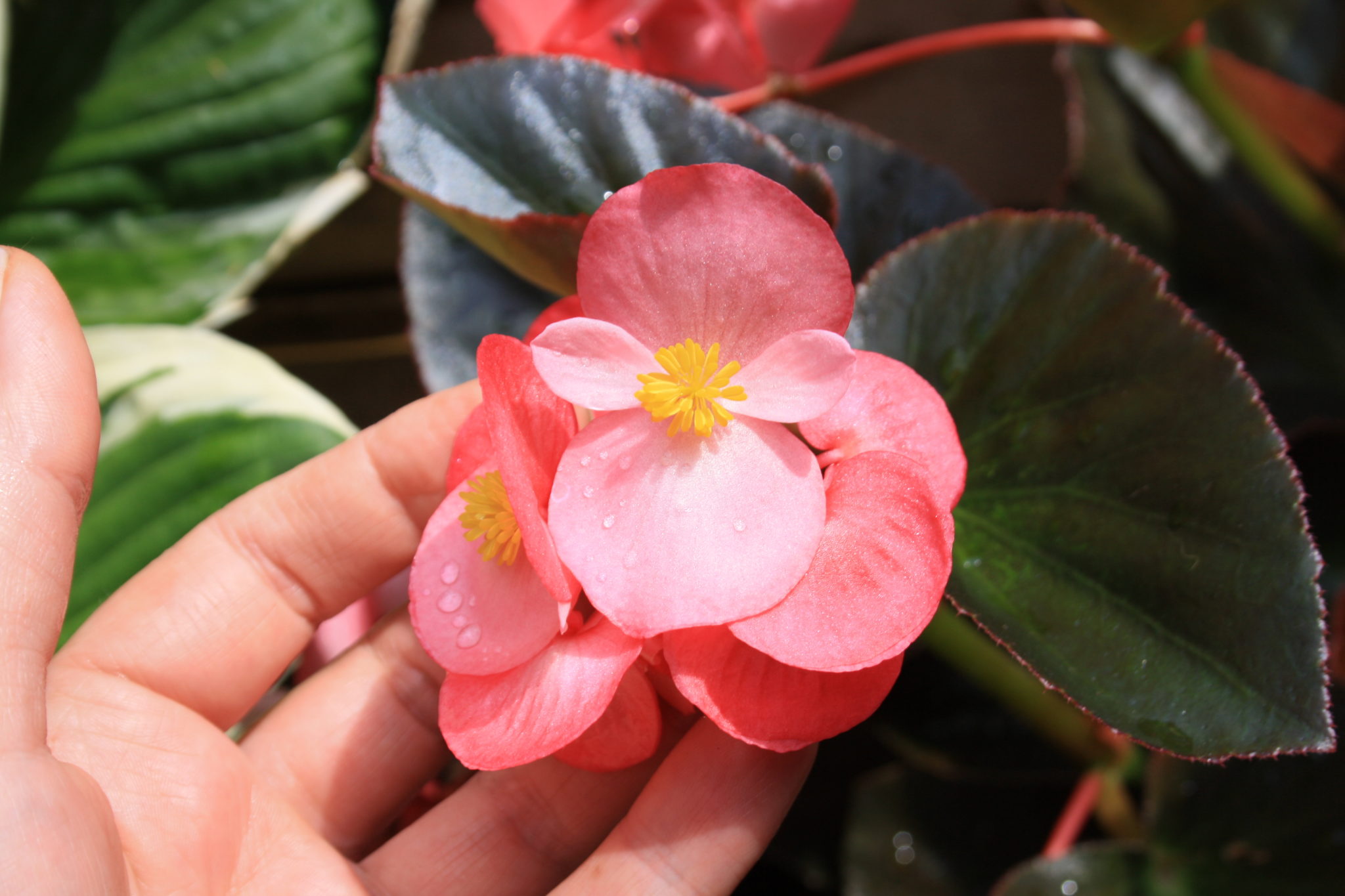 Megawatt Begonia, Biggest of the Big - The Salty Knitter