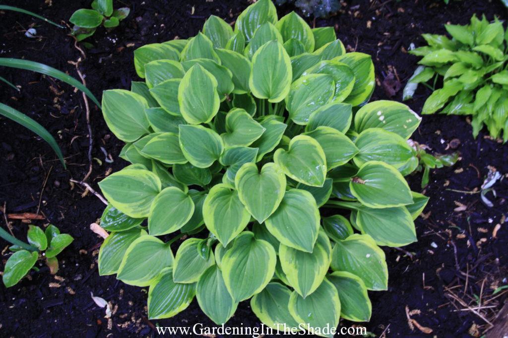 Hosta Golden Tiara - The Salty Knitter