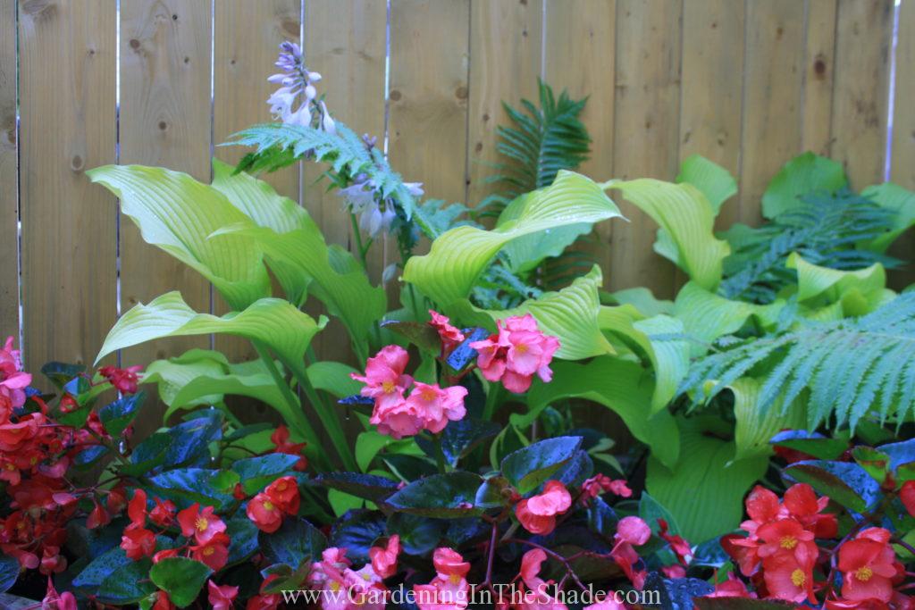 Hosta 'Sun Power' - The Salty Knitter