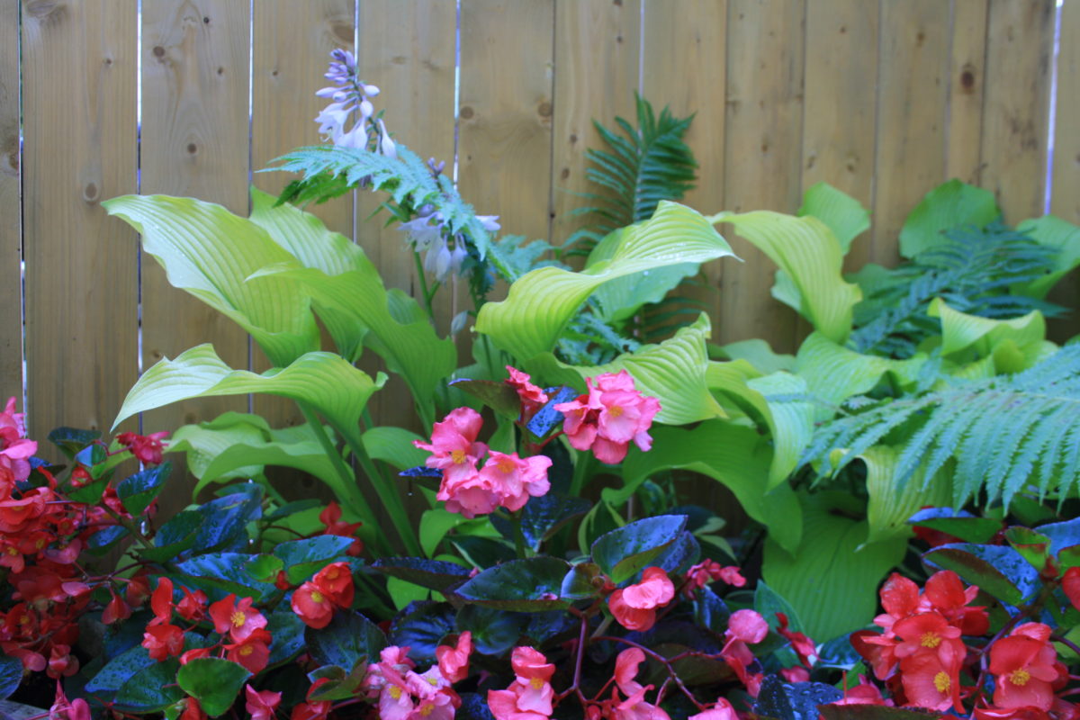 Hosta 'Sun Power' - The Salty Knitter