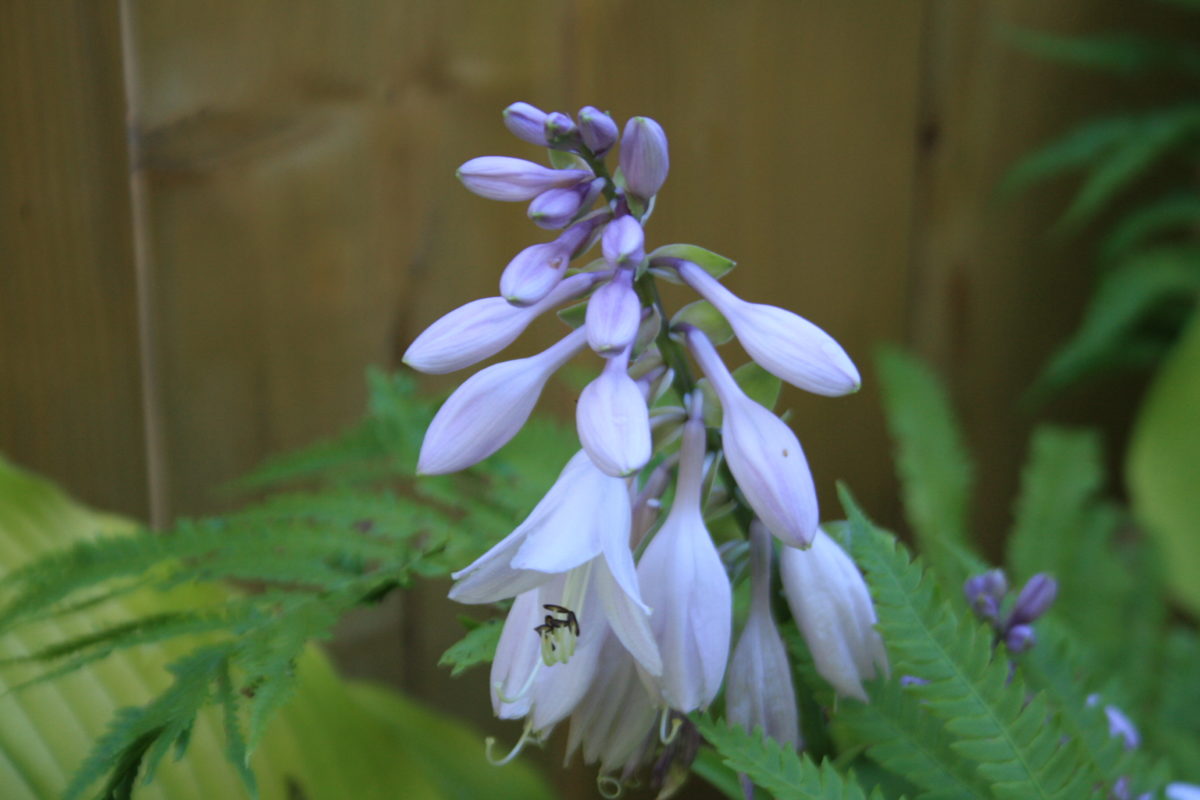 Hosta 'Sun Power' - The Salty Knitter