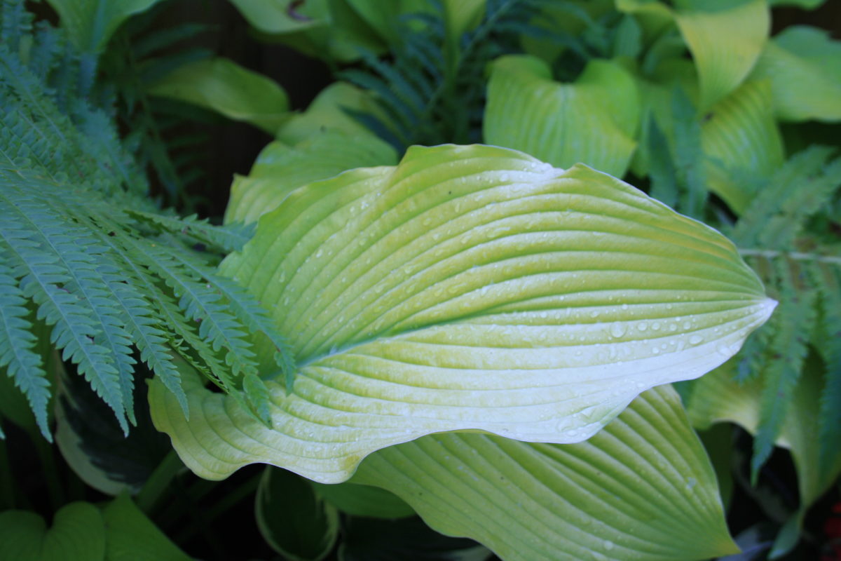 Hosta 'Sun Power' - The Salty Knitter