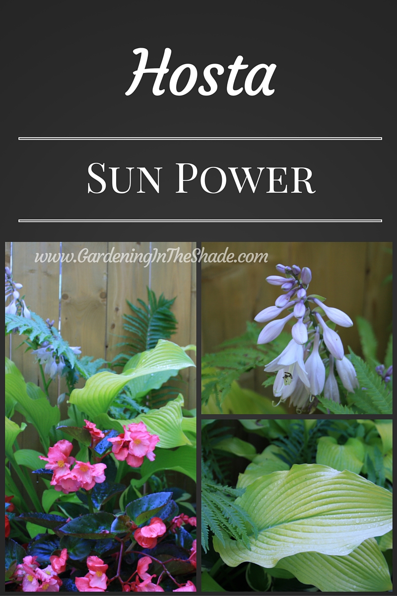 Hosta Sun Power - The Salty Knitter