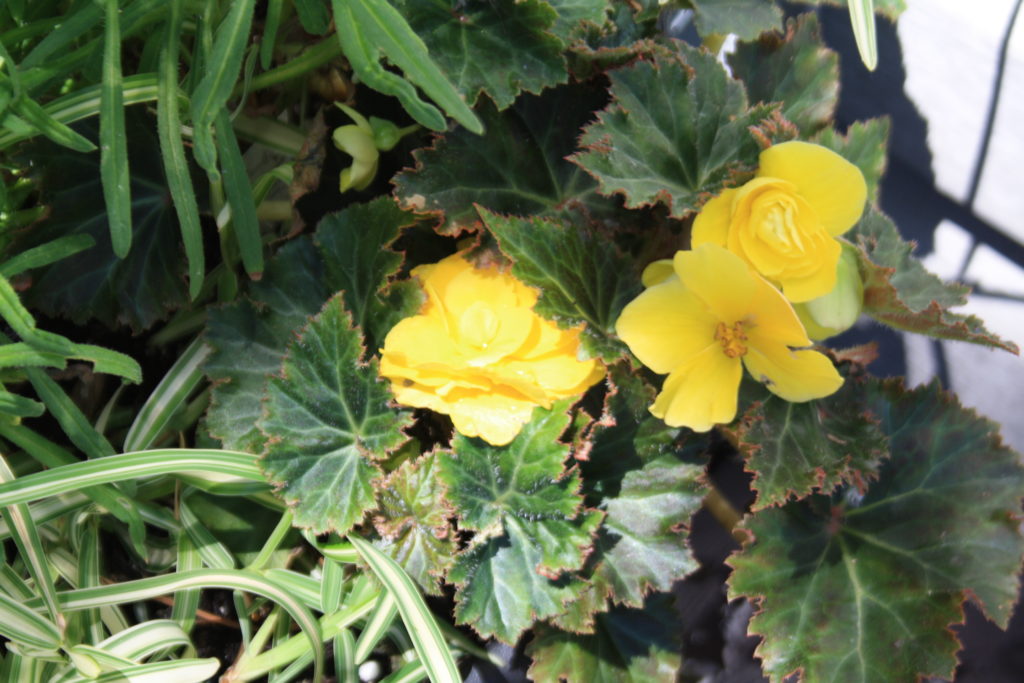 Non Stop Yellow Begonia - The Salty Knitter