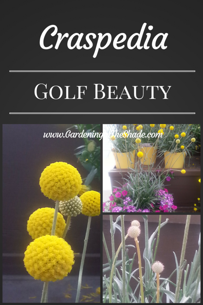 Craspedia 'Golf Beauty' - The Salty Knitter