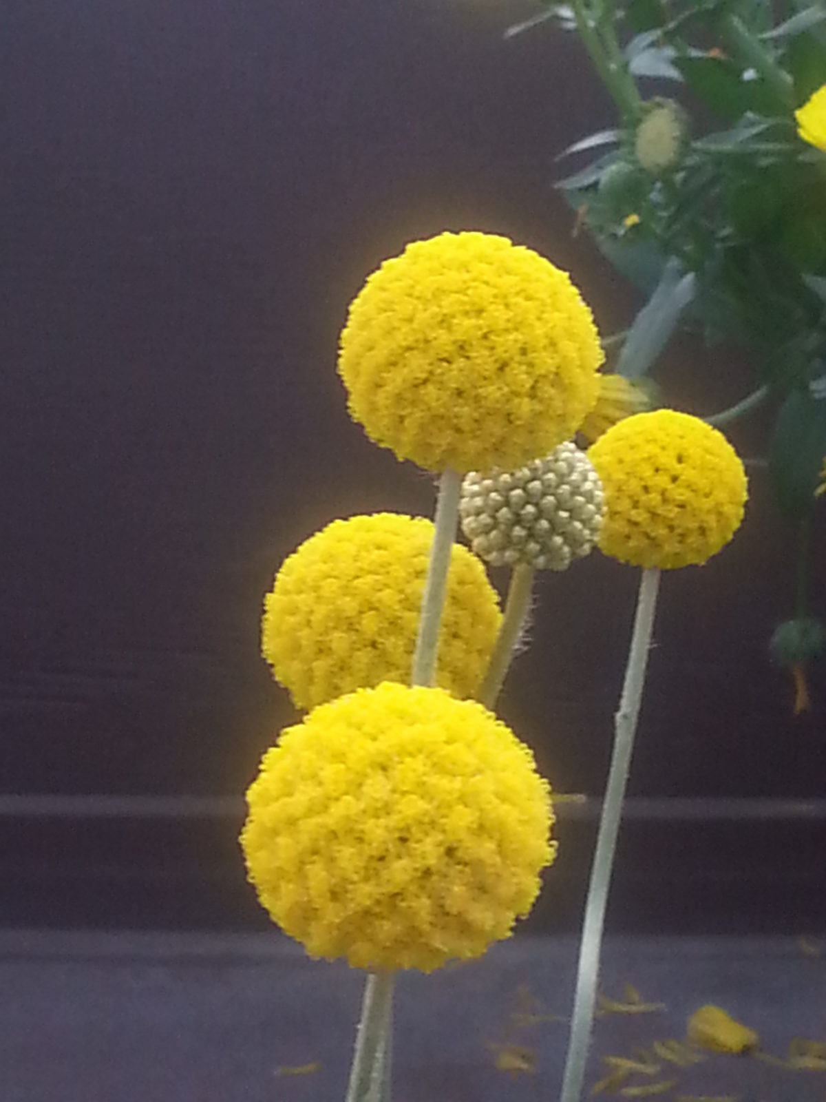 Craspedia 'Golf Beauty' - The Salty Knitter