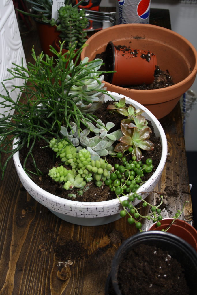 Atomic Style Planters for Fellow MCM Geeks - Gardening in the Shade