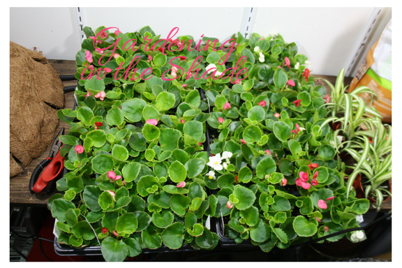 how to plant a mannequin 2 flats of begonia - The Salty Knitter