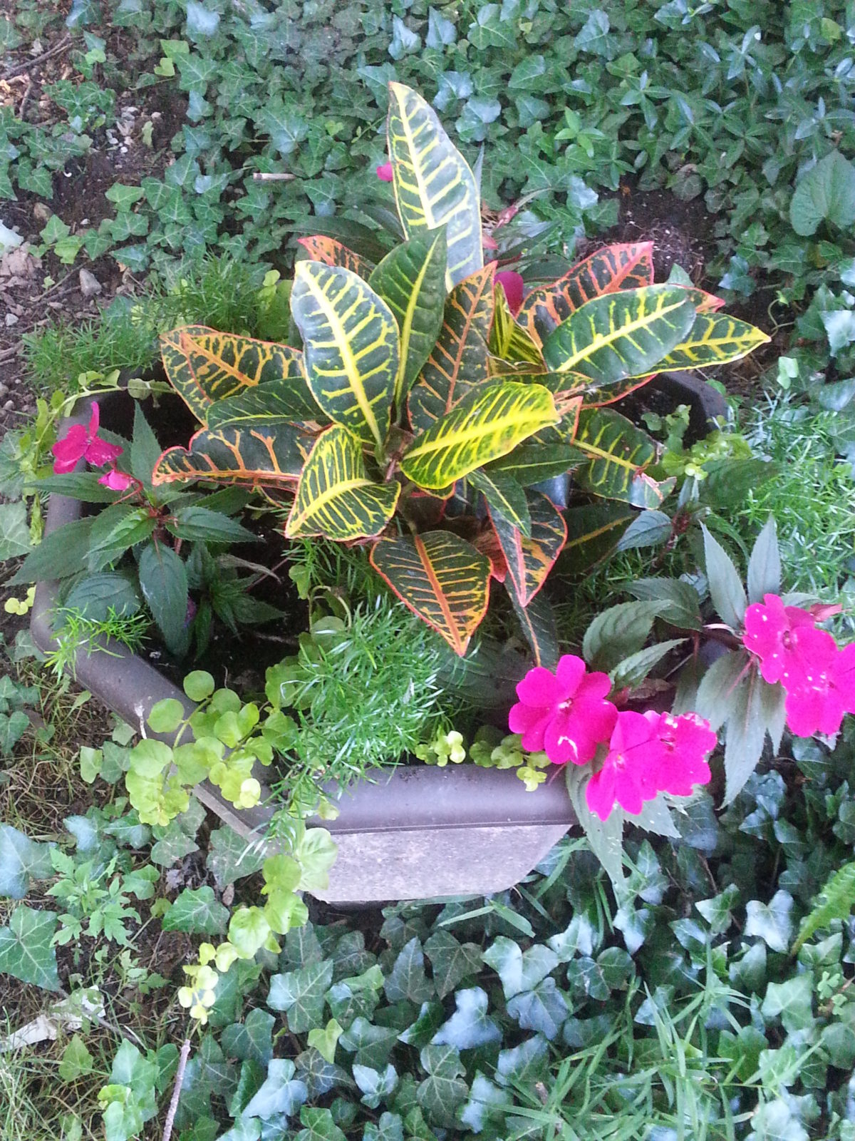 Shade Planter Ideas - The Salty Knitter