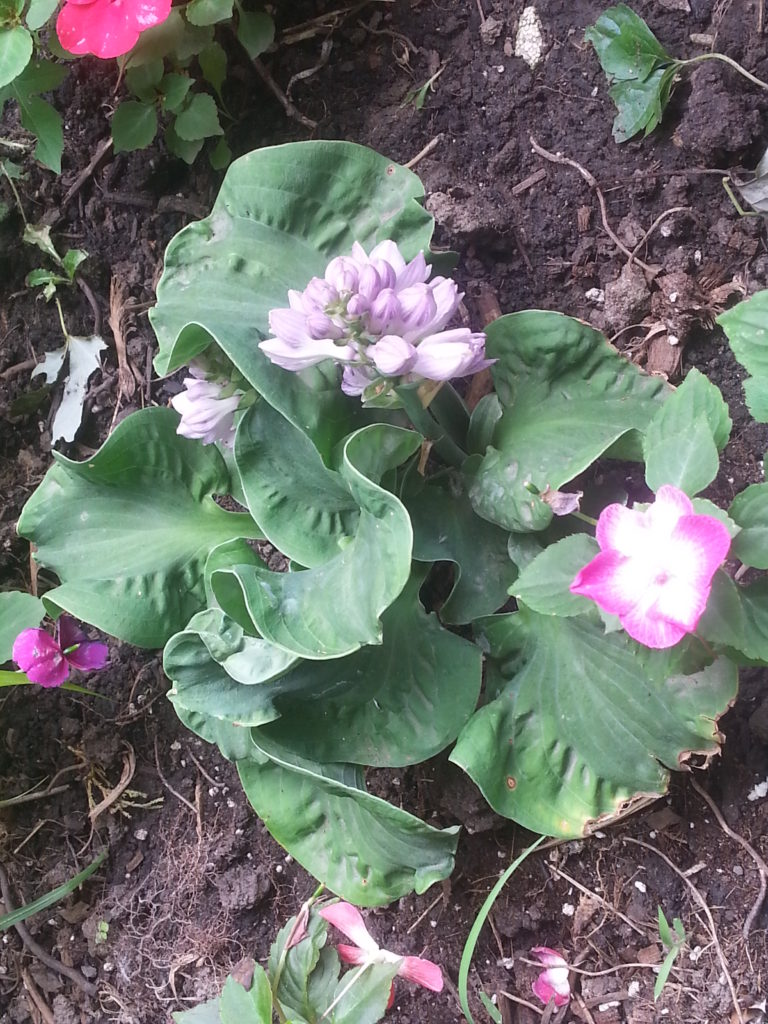 Mini Hosta Kettle Planter - The Salty Knitter