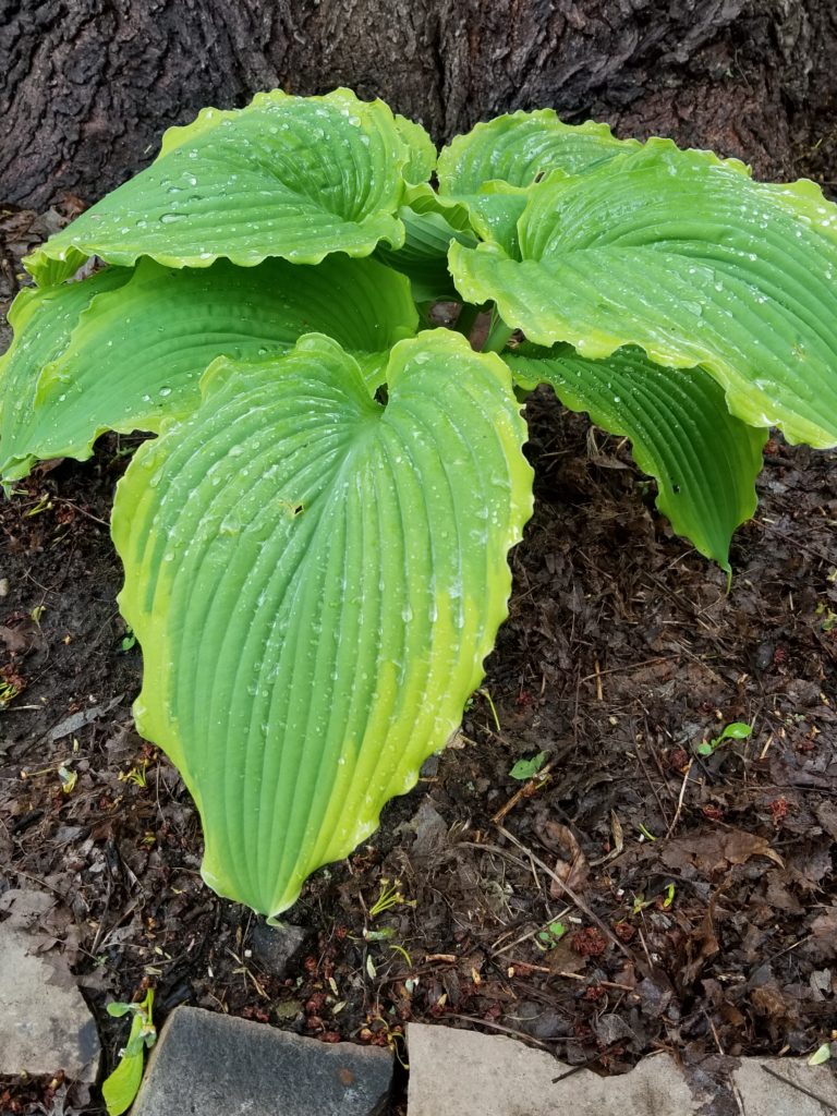 Hosta 'Spartacus' - The Salty Knitter
