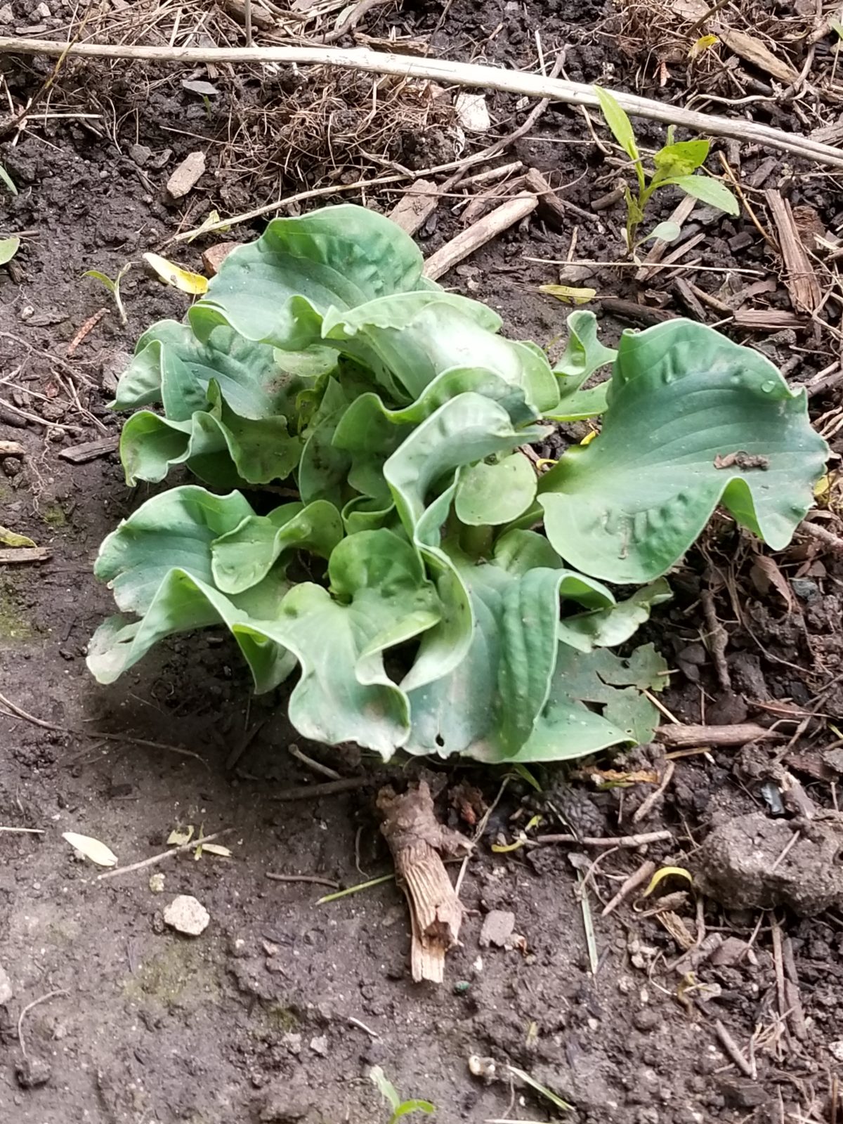 Mini Hosta Turtle Topiary - The Salty Knitter
