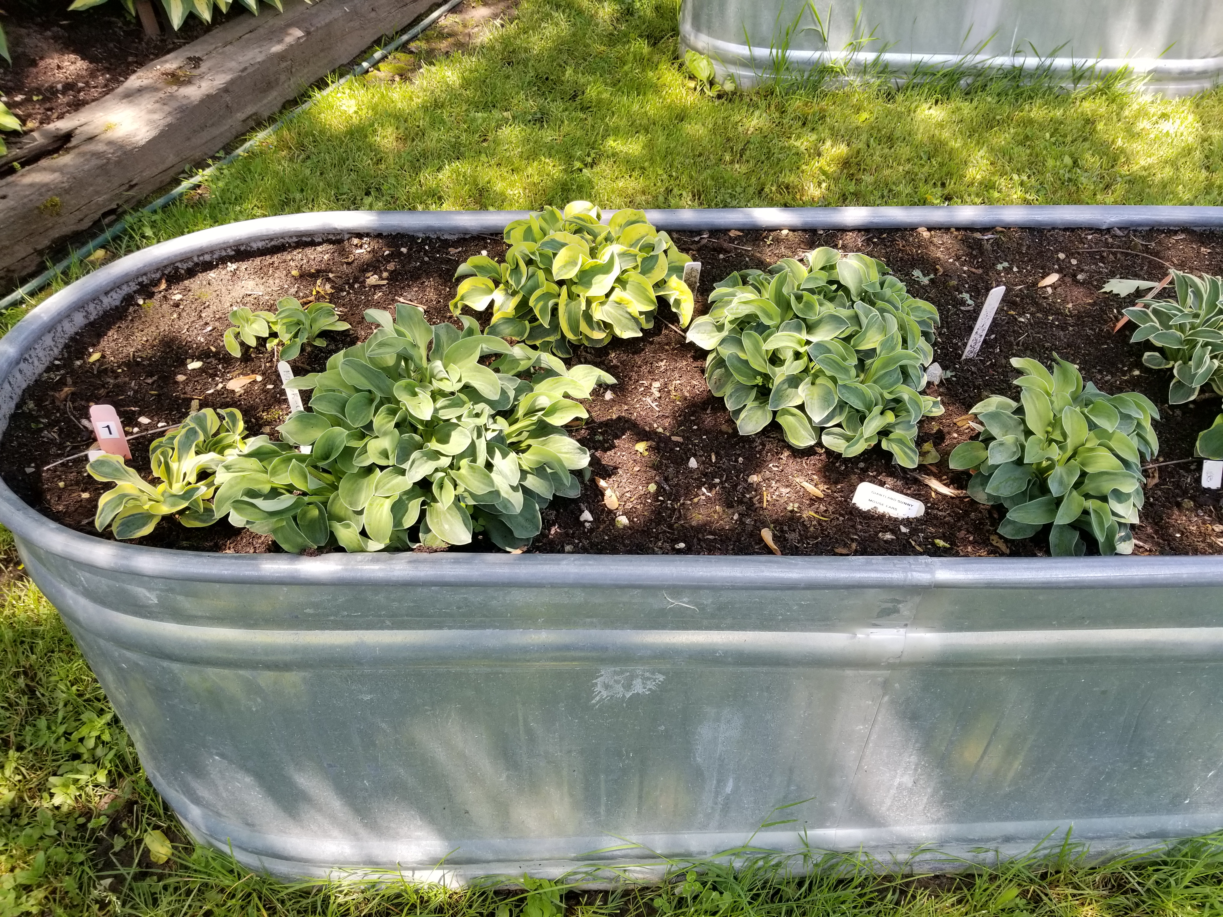 Miniature Hosta Variety - The Salty Knitter