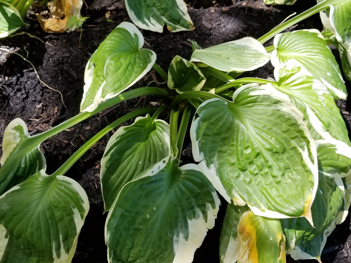 Transplanted Hosta new growth - Gardening in the Shade