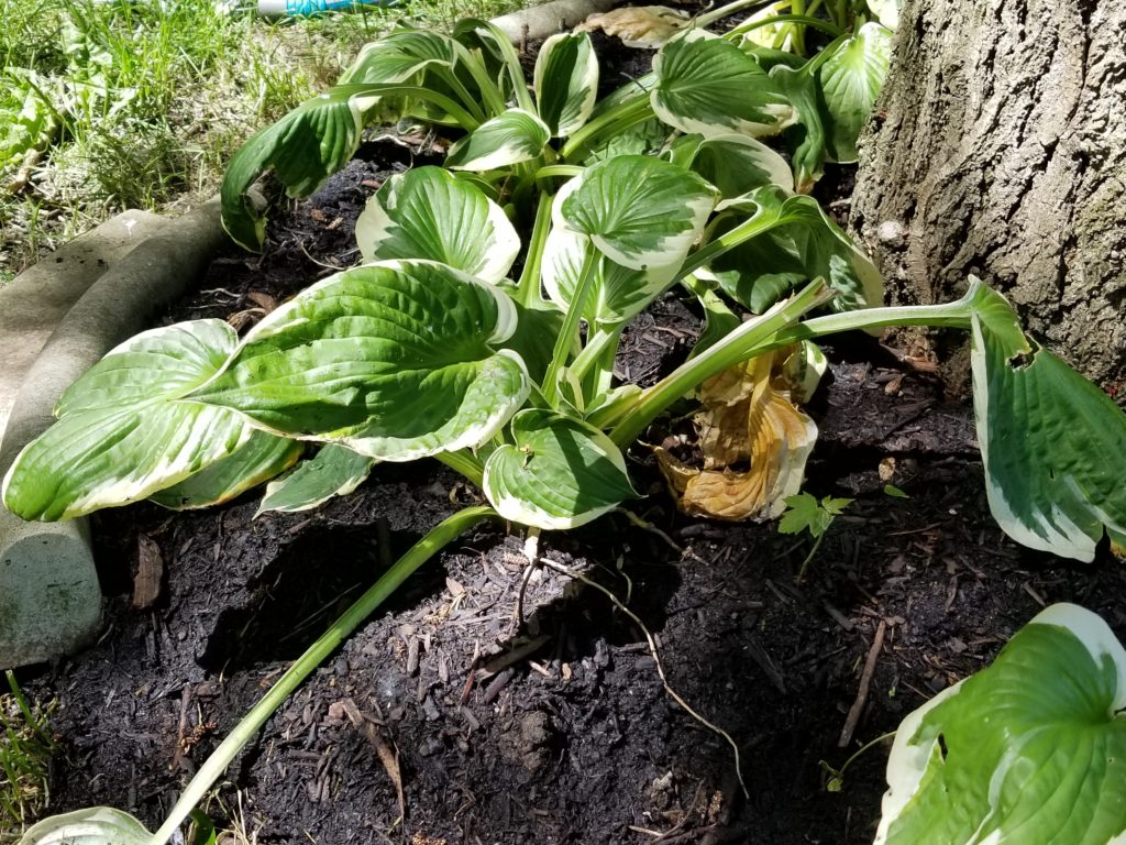 How to Divide Hosta for Transplanting - The Salty Knitter
