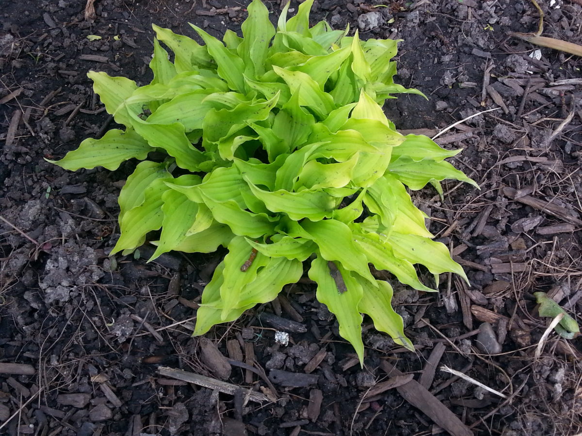 Mini Hosta Turtle Topiary - The Salty Knitter