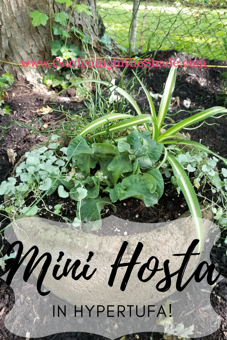 Two Mini Hosta in Hypertufa Planters - The Salty Knitter
