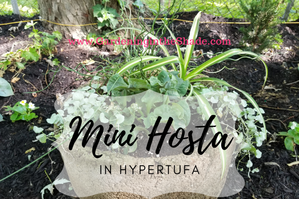 Mini Hosta in Hypertufa 'Church Mouse' FB - The Salty Knitter