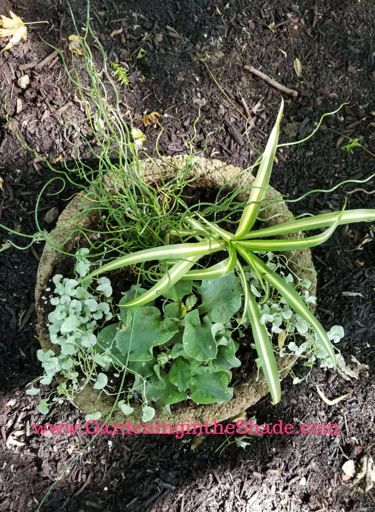 Mini Hosta in Hypertufa 'Church Mouse' - The Salty Knitter